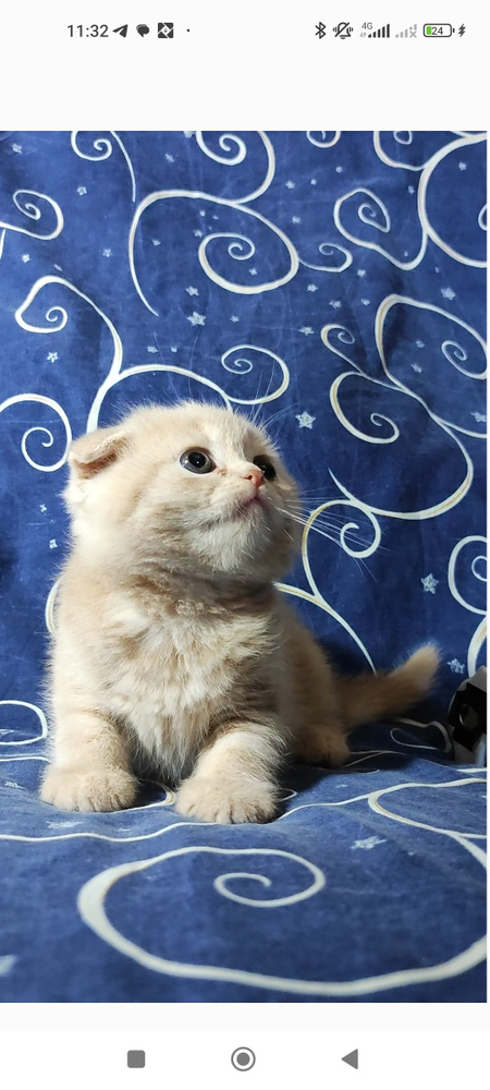 Скоттиш фолд и скоттиш страйт