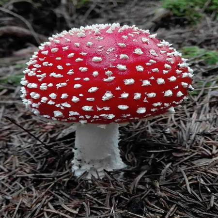 Мухомо. красны, микродоз. в veg капсулах