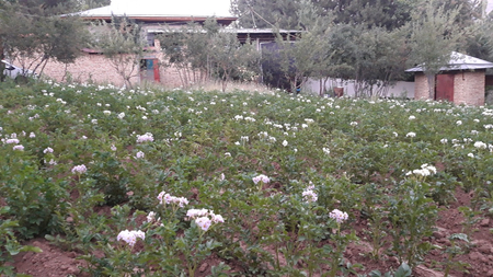 Sijjak qishlog'ida yer sotiladi