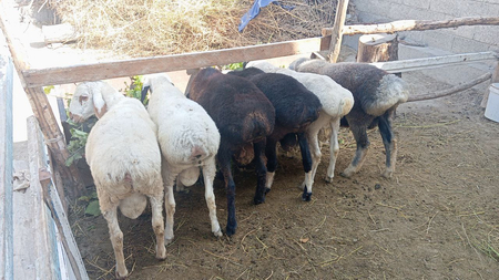 Qochqorlar Sotiladi Manzil Vobkent