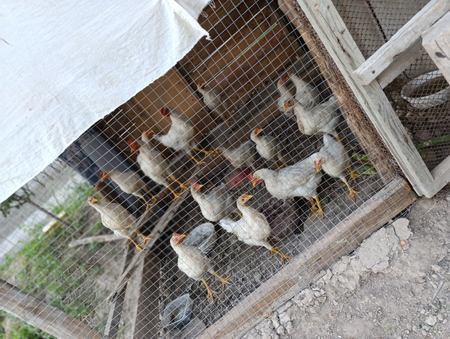 Tovuqlar sotiladi. Endi tuxumga kiradi