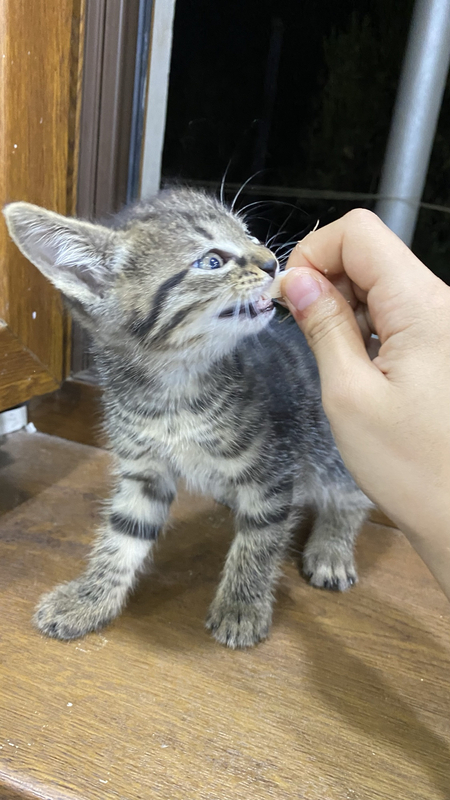 Мушукча. Котёнок.