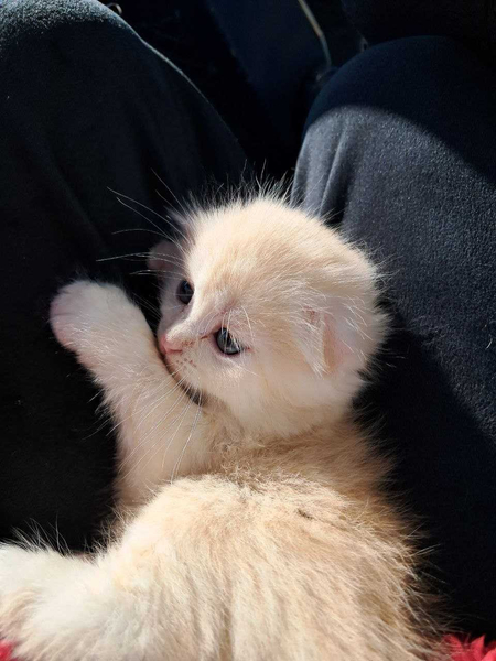 Продам вислоухого котенка, мальчик.