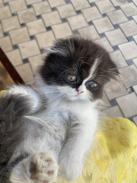 7 шотландских котят