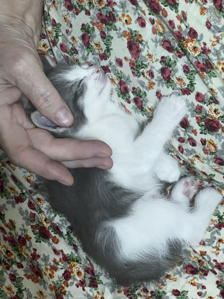 Домашние котята в хорошие ручки