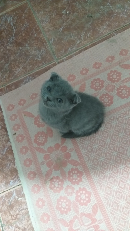 Продаю котят 2 месяца мальчик девочка