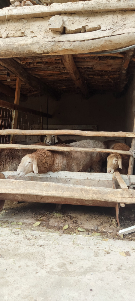 Кочкорлар тоза зотли