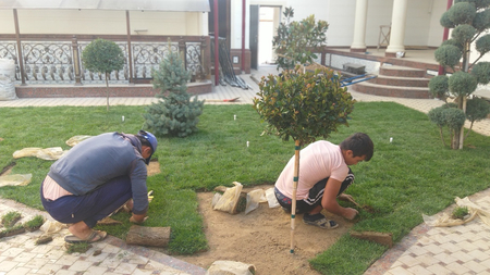 Siffatli gazon landshaf ekish xizmati