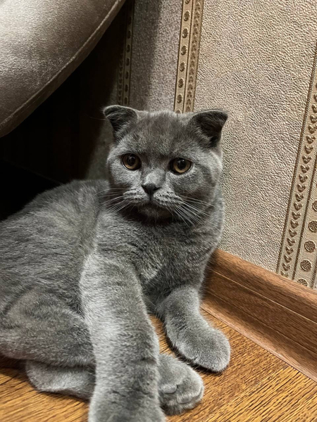 срочно продается шотланская кошка