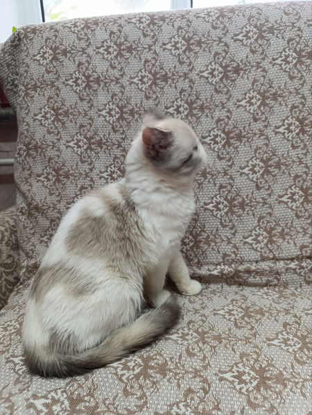 Шикарный котенок экзот, девочка