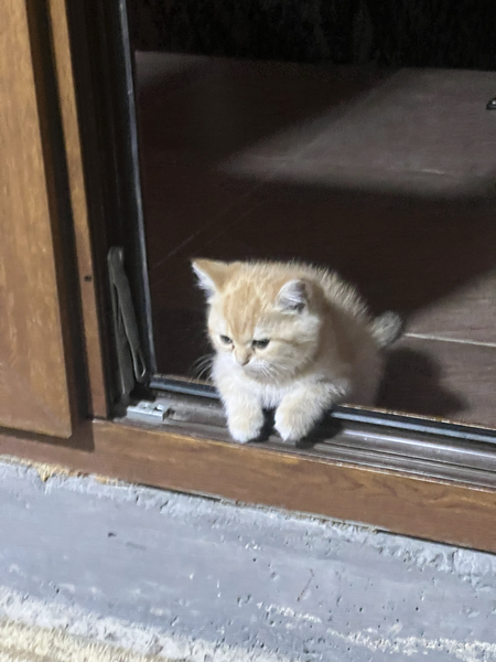 Британский шиншилый