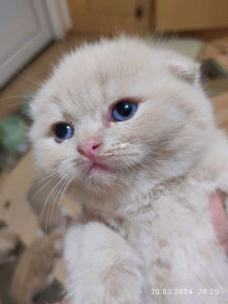 Котята фолд и страйт