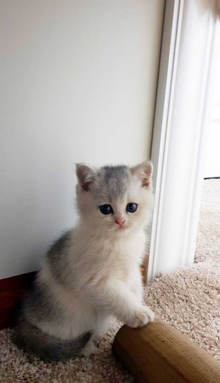 Британские котята