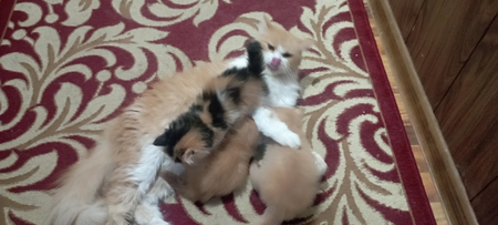 Домашние котята в хорошие руки
