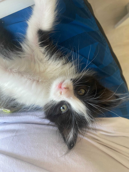 Котенок в хорошие руки