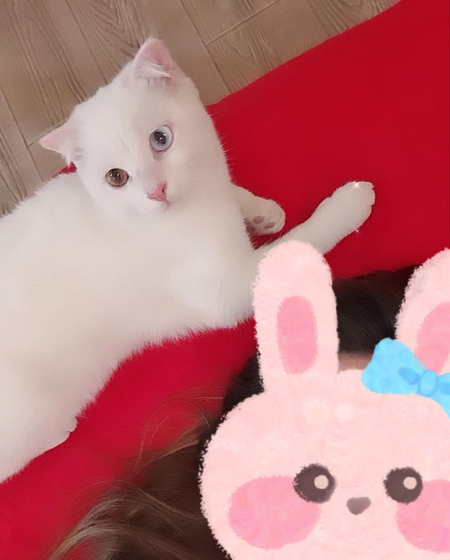 кошки Скоттиш фолд