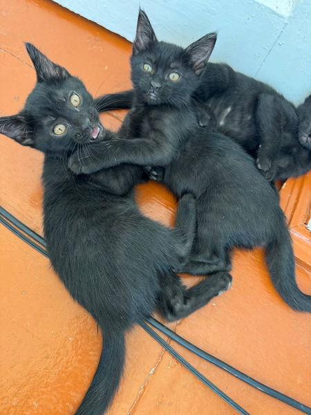 Котята в ответственные руки
