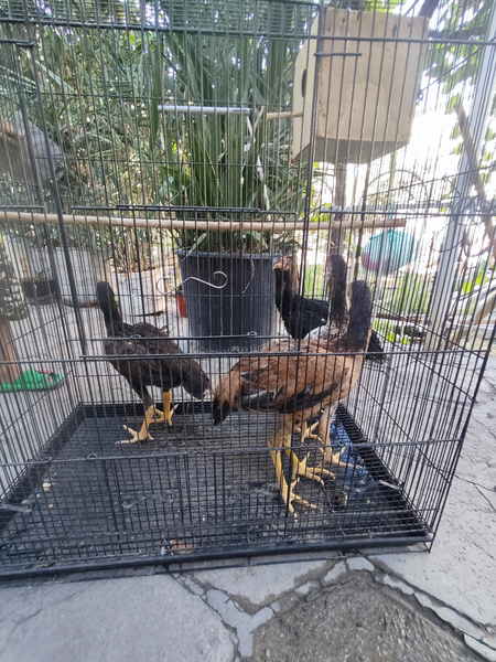 Kulangi jo'jalar sotiladi