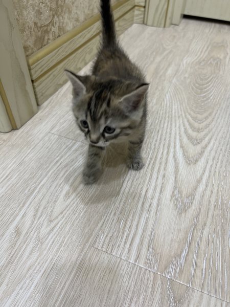 Котенок Скотиш Фолд