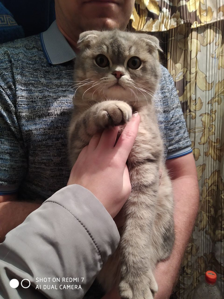 К продаже готовятся котята