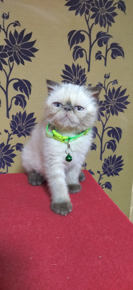 Экзотический короткошерстный котёнок мальчик