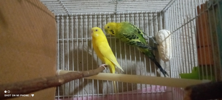 Papugaylar sotiladi