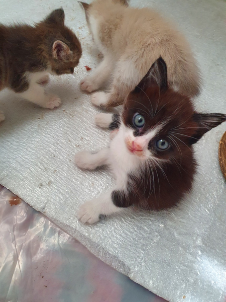 Сиамские котята по 100 тыс.