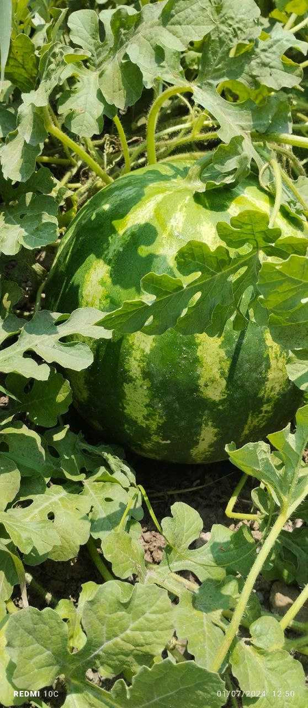 Tarvuz sotiladi mazasi zor 1 gektar