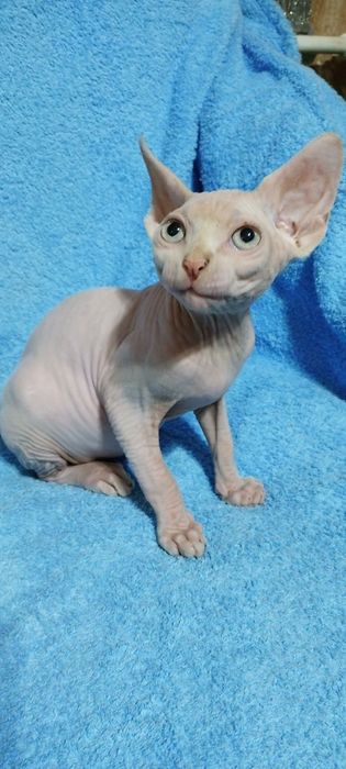 Срочно продаются котята