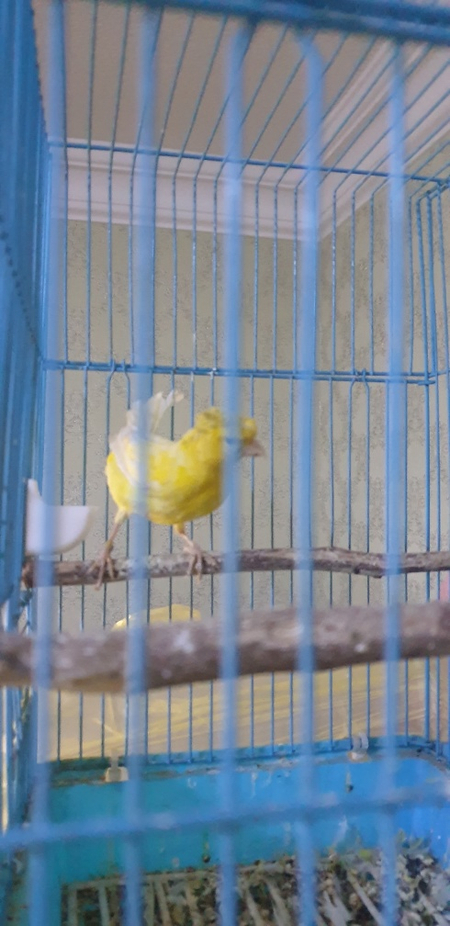 Таер канарейка  нар