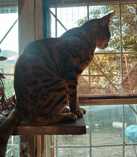 Бенгальская кошка