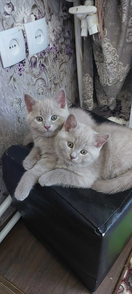 Продаются шотландские котята