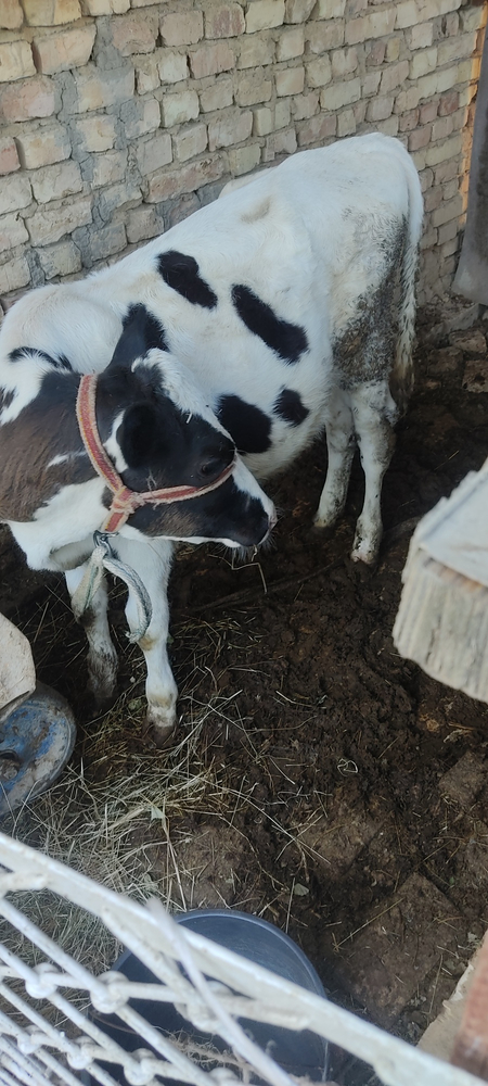 Jo'najin 5-6 oyli yeb ichi yaxshi  narx 4.500 mln