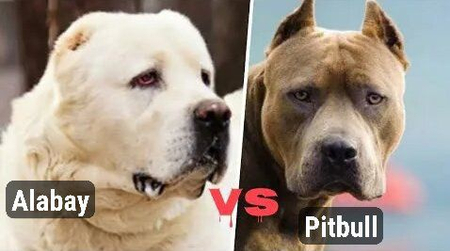 Alabay va Pitbul dan chachishgan Metis Gibrid kuchuk sotiladi  3 oylik