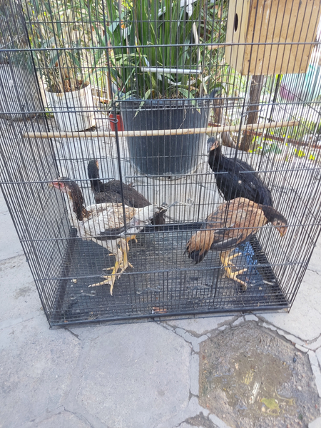 Kulangi jo'jalar sotiladi