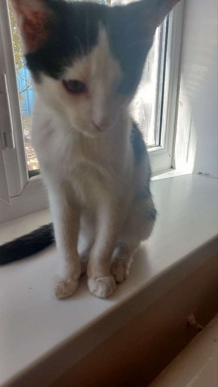 Котенок в добрые руки