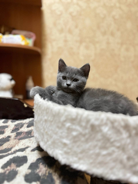 Продаются Котята Шатланские