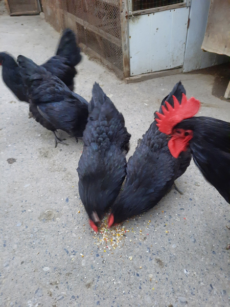 Australob jersiklardi tuxumlari sotuvda