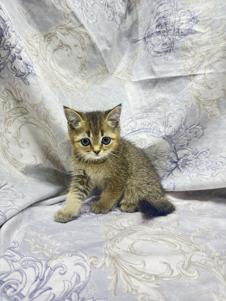 Скотиш фолд и страйты. Шиншила
