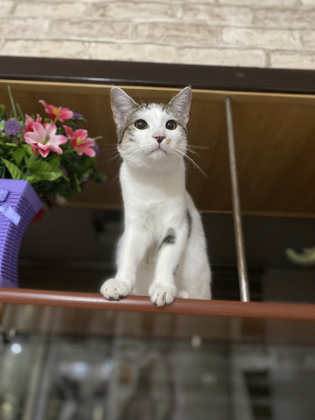 Котик Лайки 5 месяцев