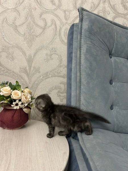 Котёнок а хорошие руки