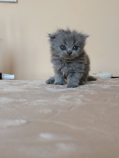 Продаются котята