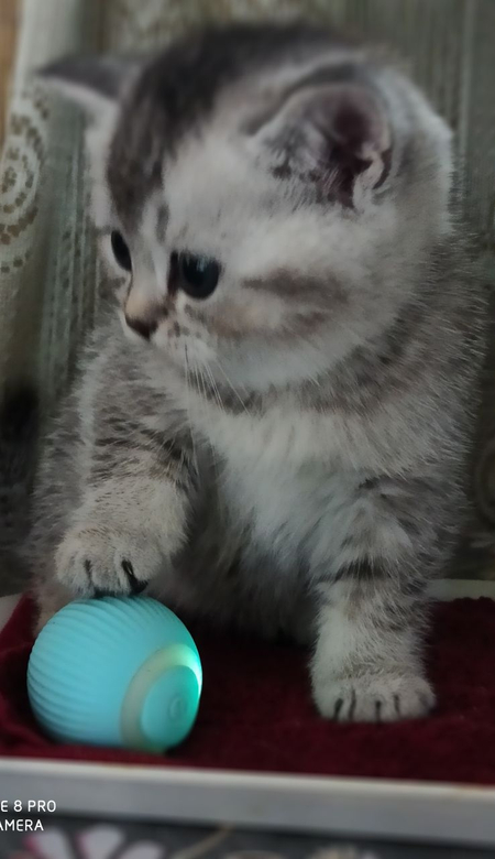 Скотиш Страйт серебристая шиншилла