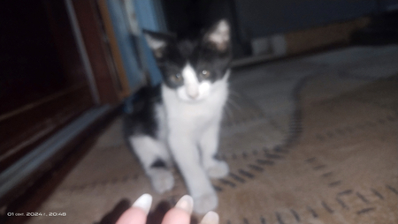 Отдаю котят бесплатно