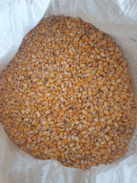 Makkalar sotiladi
