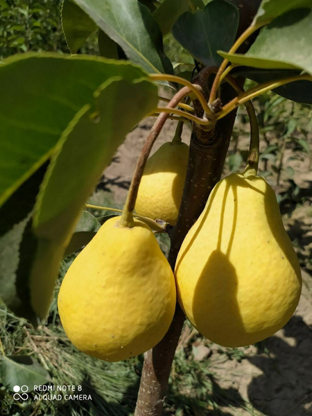 Gilos shoftoli Nok Avatar qoroli behi yongʻoq behi oʻrik Anor shpanka