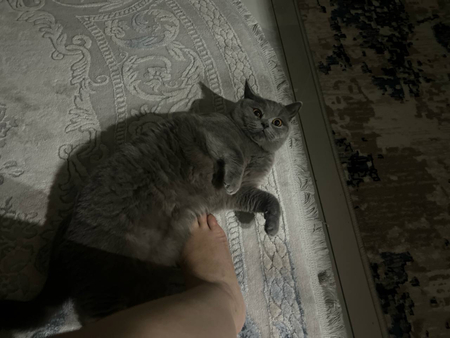 Продается кошка Британка