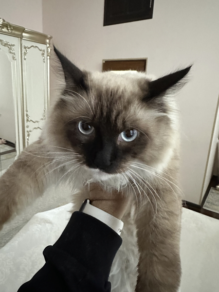 Продается кот со всеми нужными вещами
