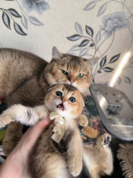 Вязка кот окрас золото шиншила