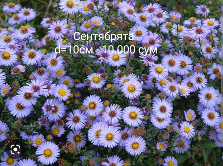 Продаю садовую рассаду